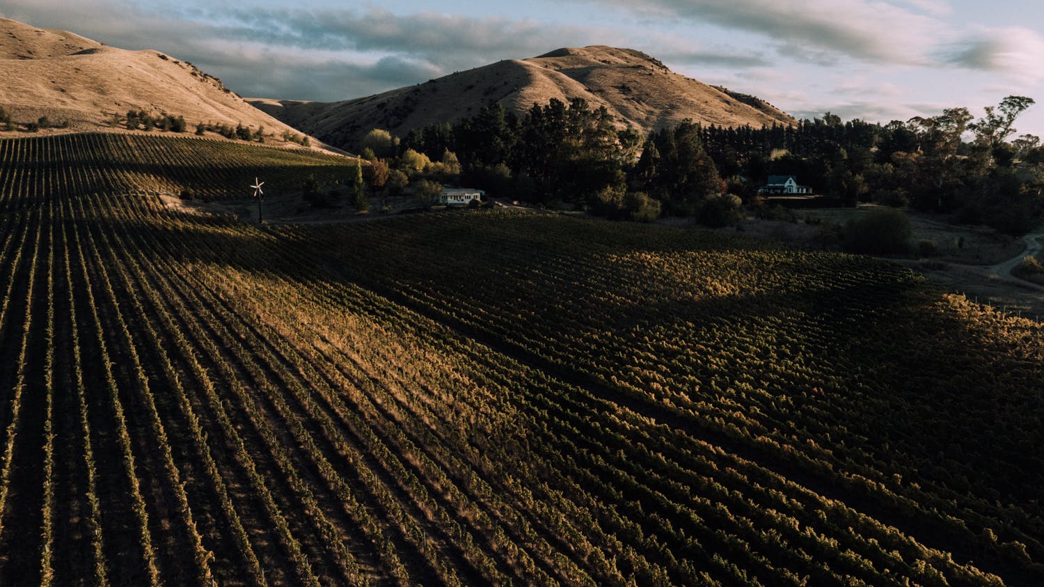 Corofin Wine | Great Little Vineyards