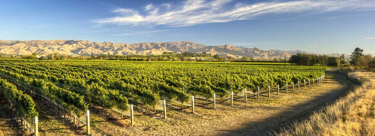 Corofin Wine | Great Little Vineyards