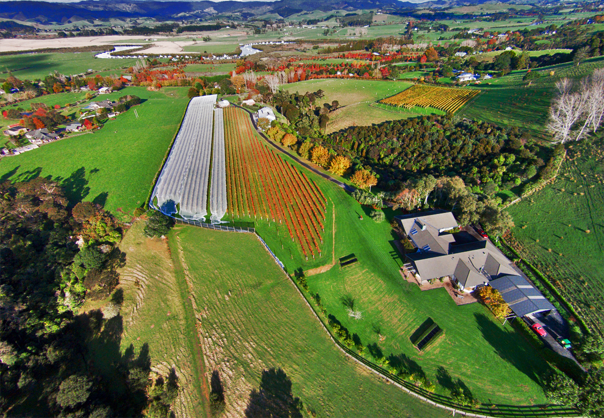 Puriri Hills | Great Little Vineyards